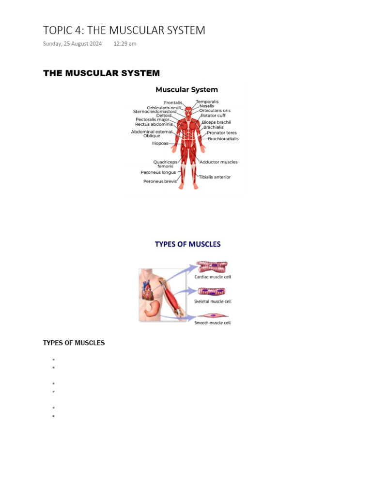 TOPIC 4 THE MUSCULAR SYSTEM | PDF | Muscle | Muscle Contraction