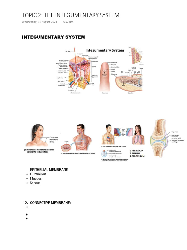 TOPIC 2 THE INTEGUMENTARY SYSTEM | PDF | Integumentary System | Skin