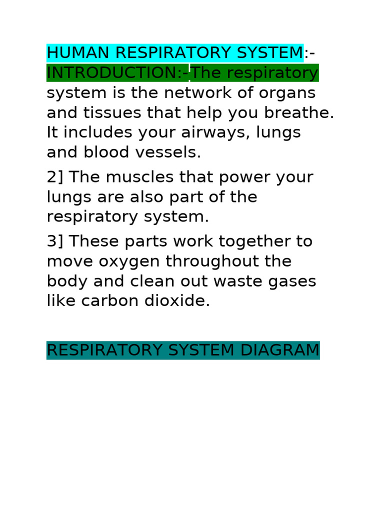 Human Respiratory System | PDF