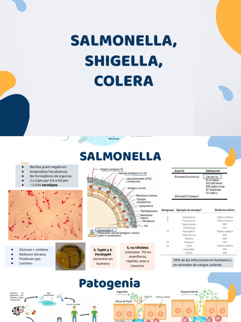 Salmonella, Shigela, Colera | PDF | Salmonela | Diarrea
