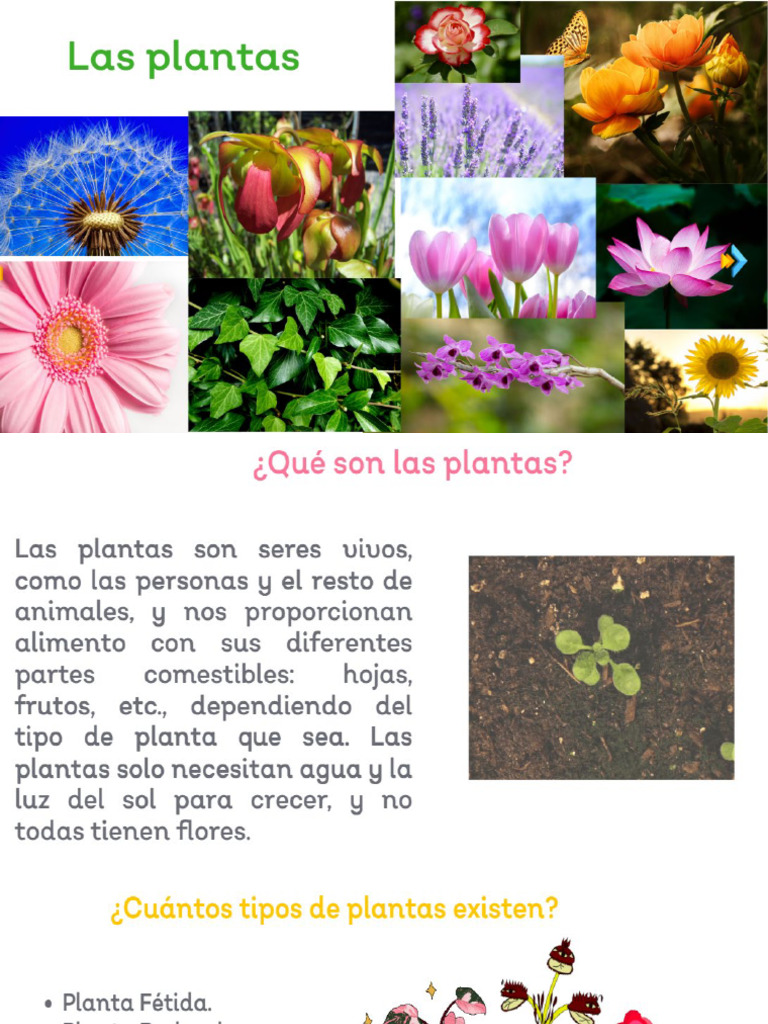 Las Plantas | PDF