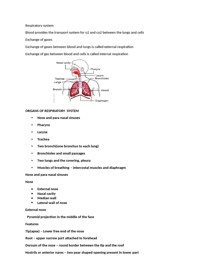 Respiratory System | PDF | Social Science | Art