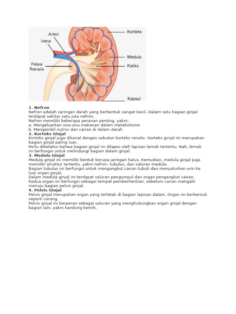 Gambar Ginjal | PDF