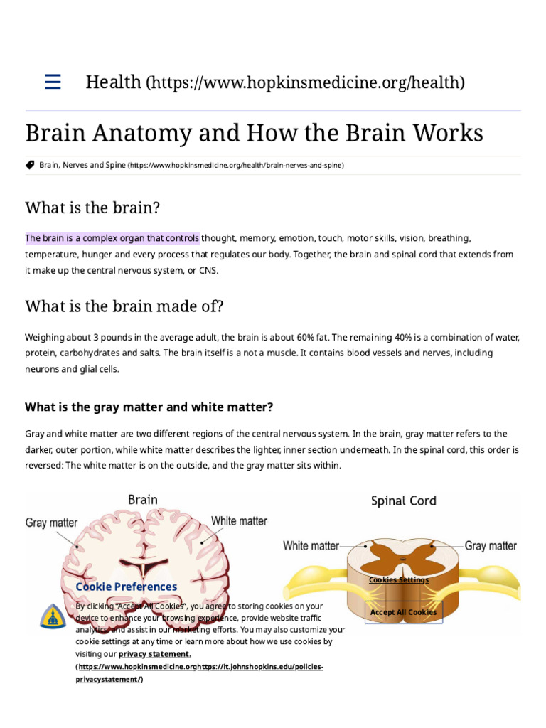 Anatomy of the Brain Explained | PDF | Brainstem | Central Nervous System