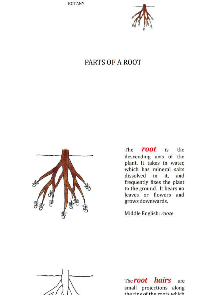 Parts of A Root | PDF