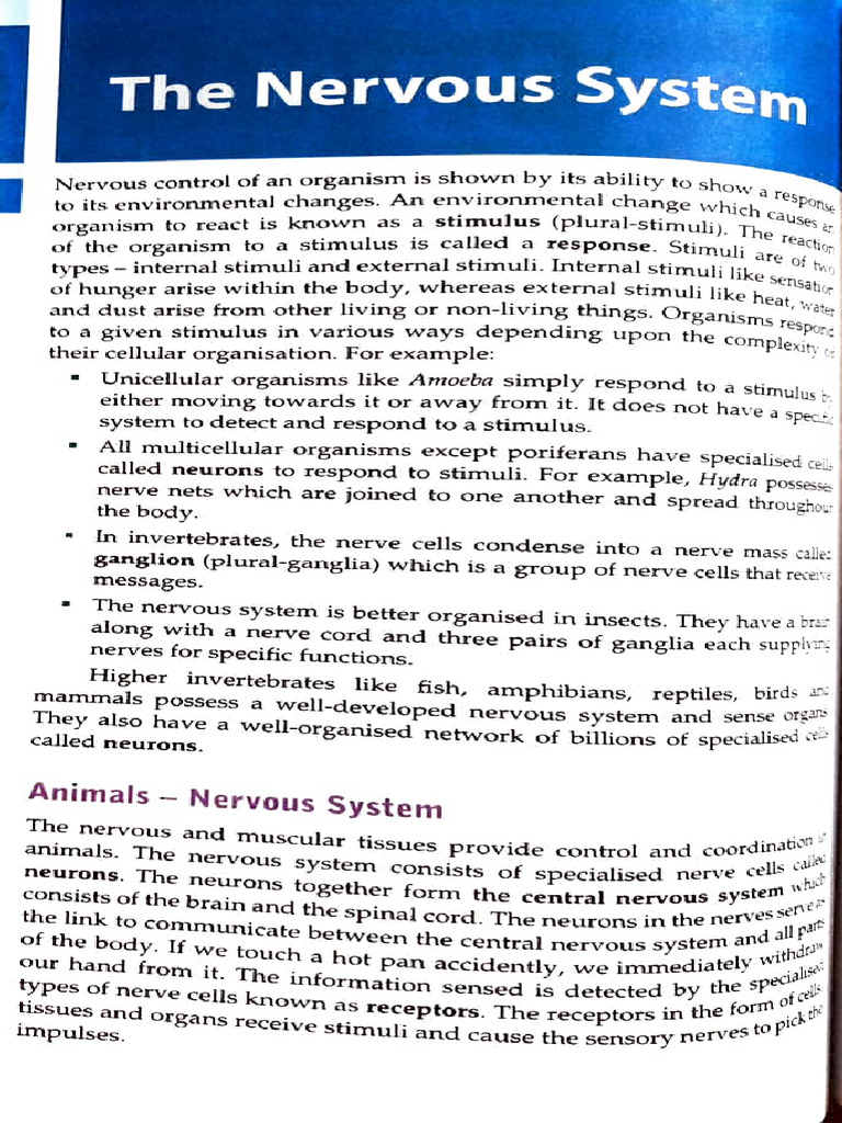 Nervous System and Coordination | PDF | Senses | Neuron