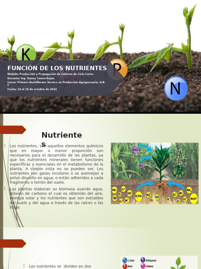Función de Los Nutrientes | PDF | Nutrientes | Plantas