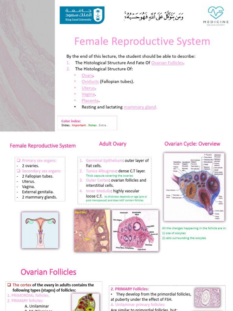 1- Females Reproductive System | PDF | Ovary | Menstrual Cycle