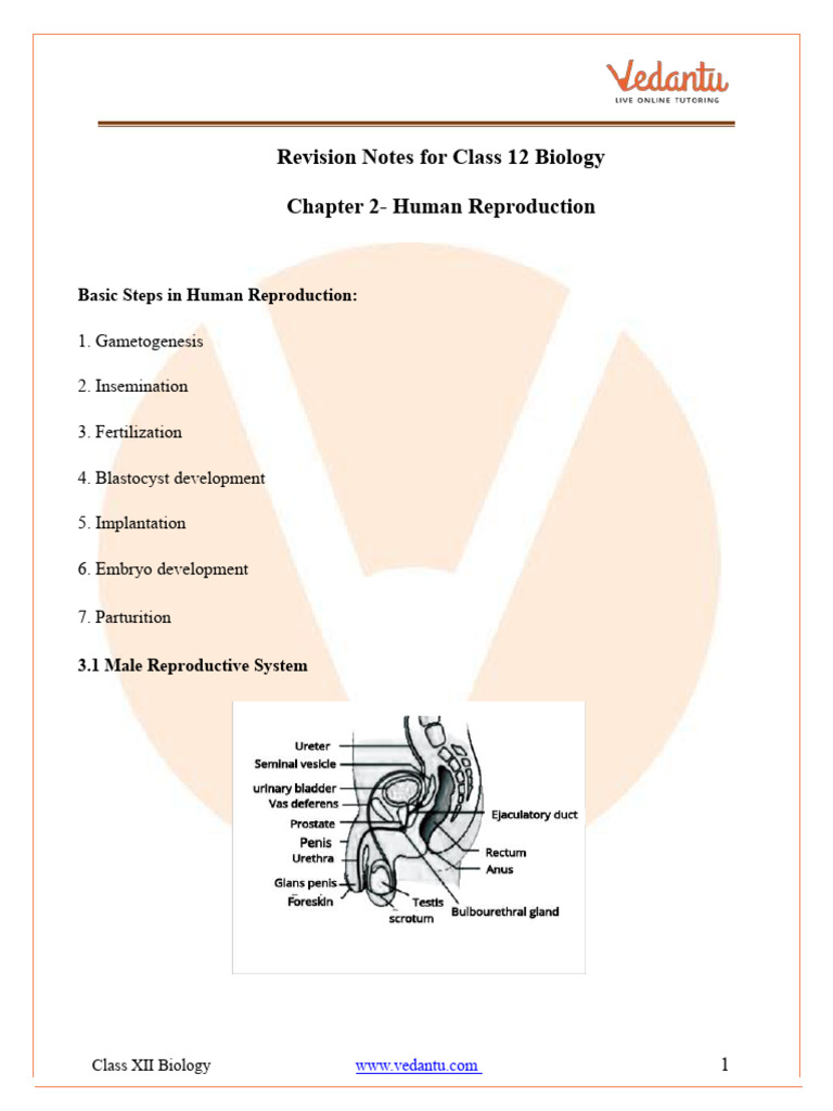 Biology Chapter 2 Human Reproduction Class 12 Notes - FREE PDF | PDF ...