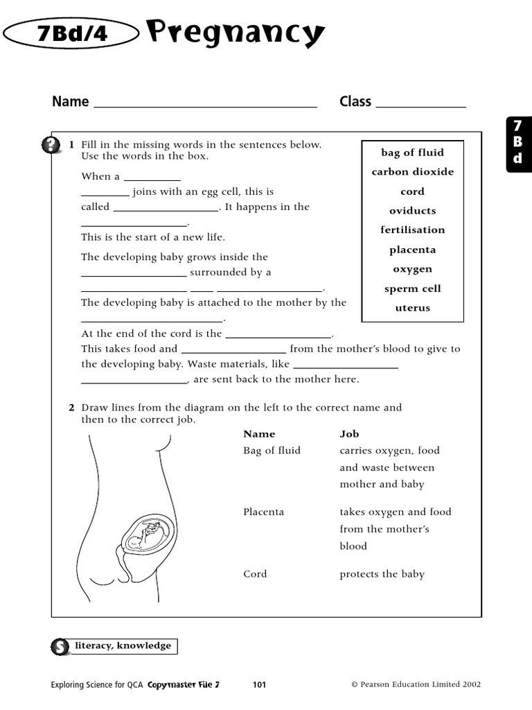 L7 7Bd4, Pregnancy Worksheet | PDF | Placenta | Reproduction