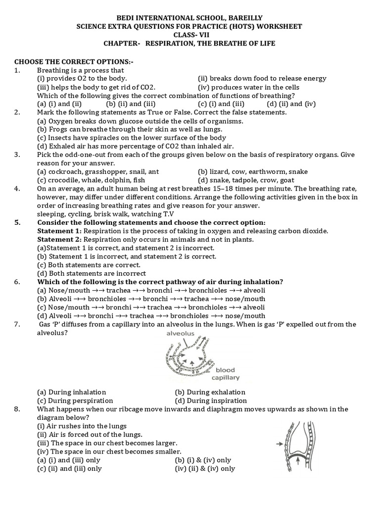 Class VII Science Worksheet | PDF | Respiratory System | Lung