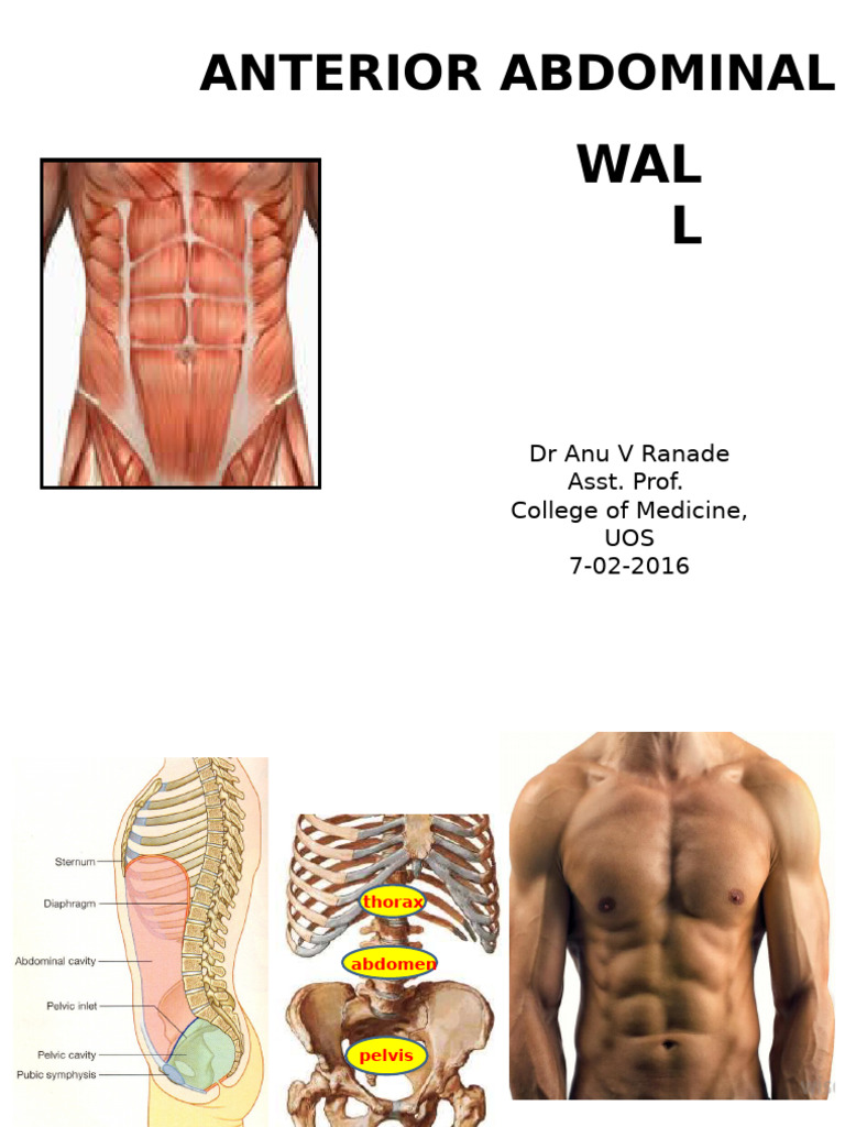 Intro To Abdomen. A | PDF | Abdomen | Stomach