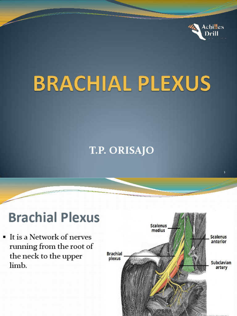 Brachial Plexus Achilles Drill | PDF | Limbs (Anatomy) | Neuroanatomy