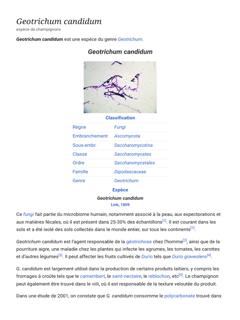 Geotrichum candidum : caractéristiques et usages | PDF | Mycologie
