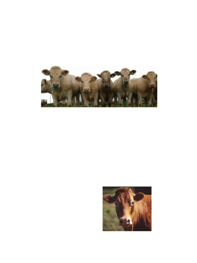 Beef Cattle Body Condition Scoring Guide | PDF | Cattle | Beef