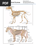 Osteology of Avian (Appendicular) | PDF | Pelvis | Skeletal System