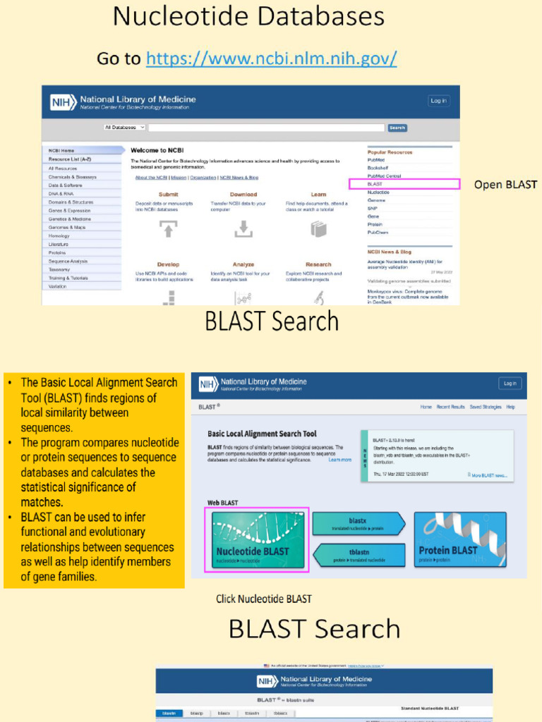 Phylogeny Tree Process Using Mega | PDF