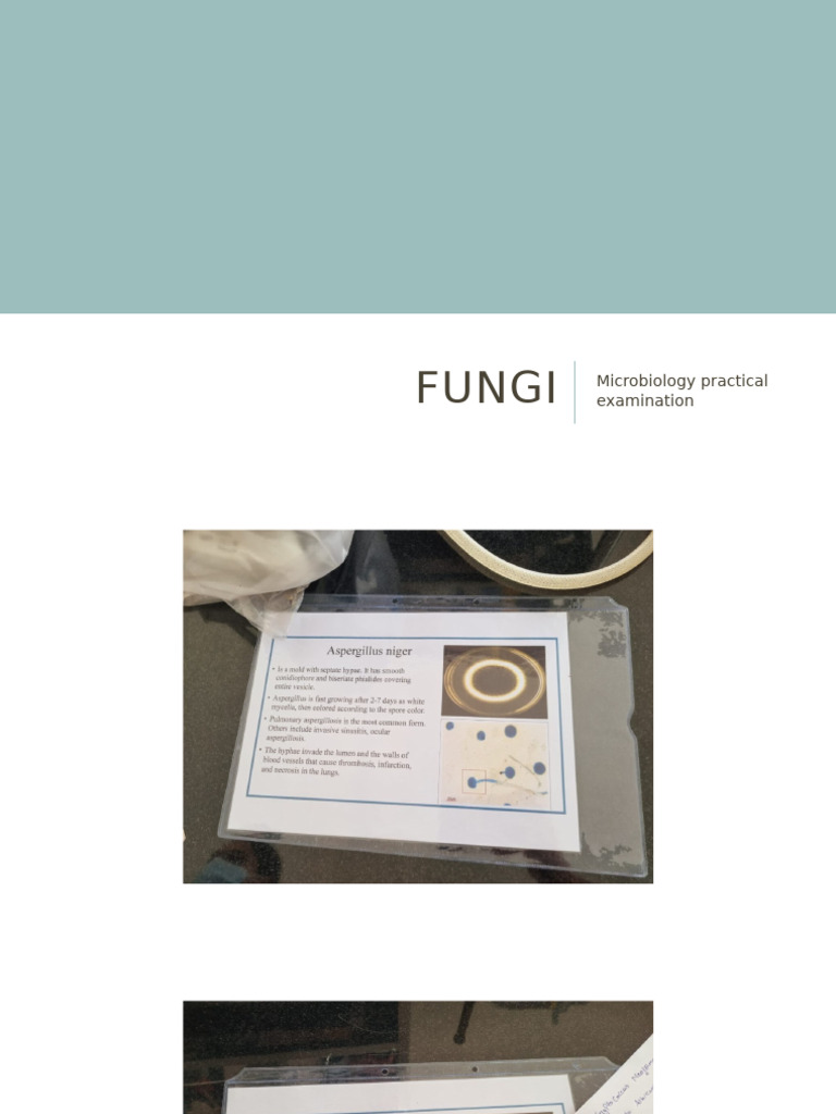 Fungi Spotters | PDF