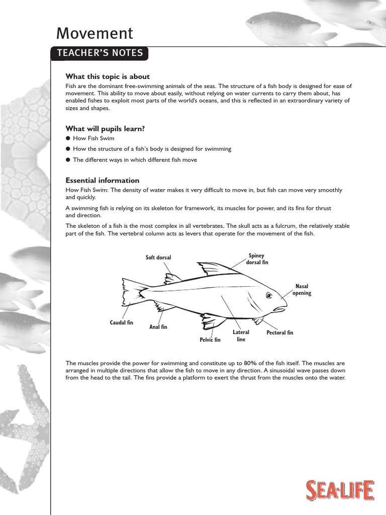 movement_teacher | PDF | Fish | Thermoregulation