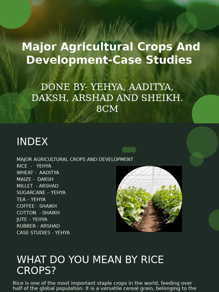 SlideEgg 71898 Agriculture PowerPoint Templates | PDF | Rice | Sugarcane