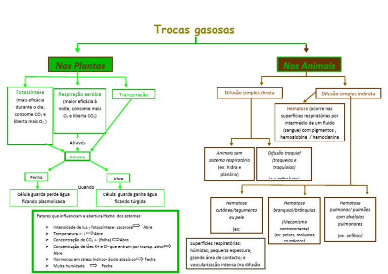 Trocas Gasosas em Plantas e Animais | PDF | Respiração | Fisiologia