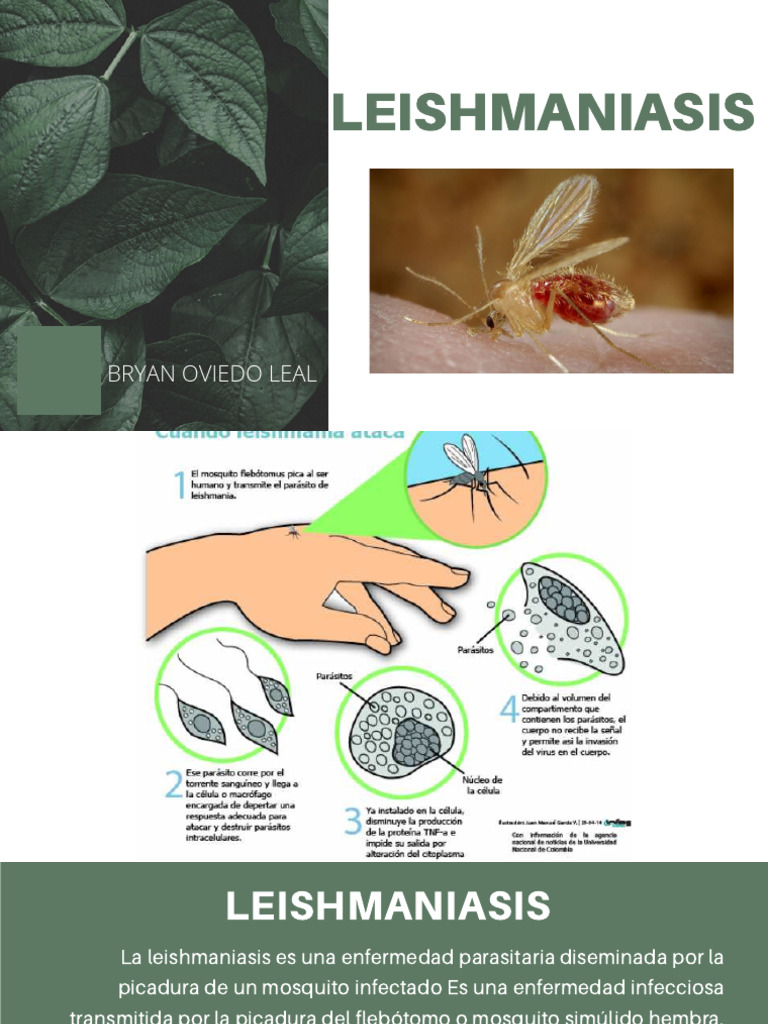 Guía de Tratamiento de Leishmaniasis | PDF | Epidemiología | Medicina