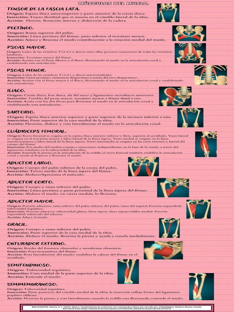 Anatomía de los músculos del muslo | PDF | Cadera | Articulaciones