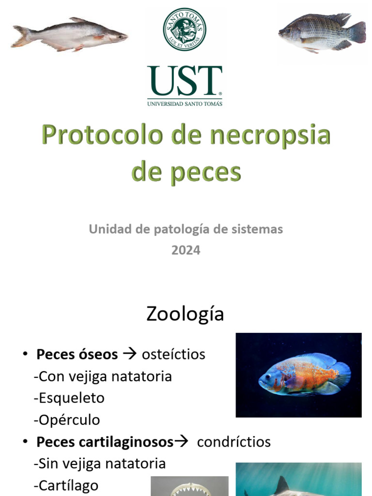 7 LAB Protocolo Peces | PDF | Pescado