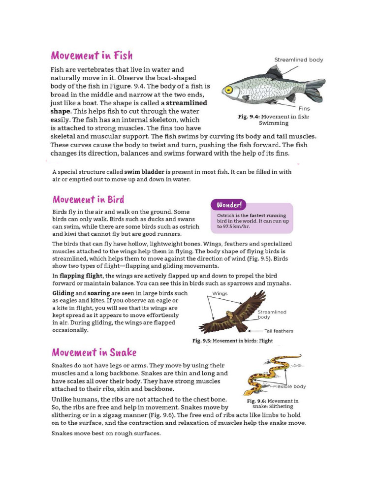Reading - fish, bird, snake | PDF
