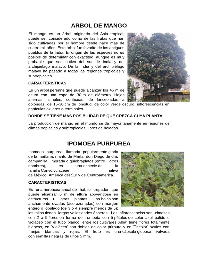 Características del árbol de mango | PDF | Plantas | Botánica