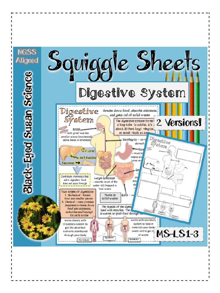 1 - Digestive System Doodle Notes & Quiz | PDF | Digestion | Human ...