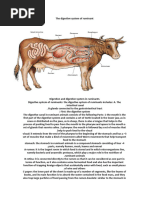 Cattle Digestive System Overview | PDF | Digestion | Ruminant