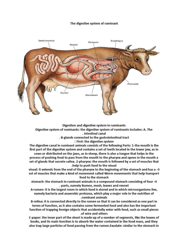 الجهاز الهضمي للمجترات⁩ | PDF | Digestion | Ruminant