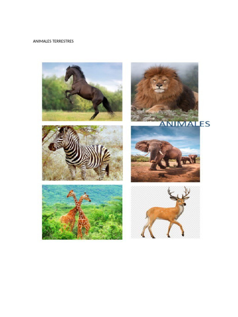 Animales Terrestres | PDF