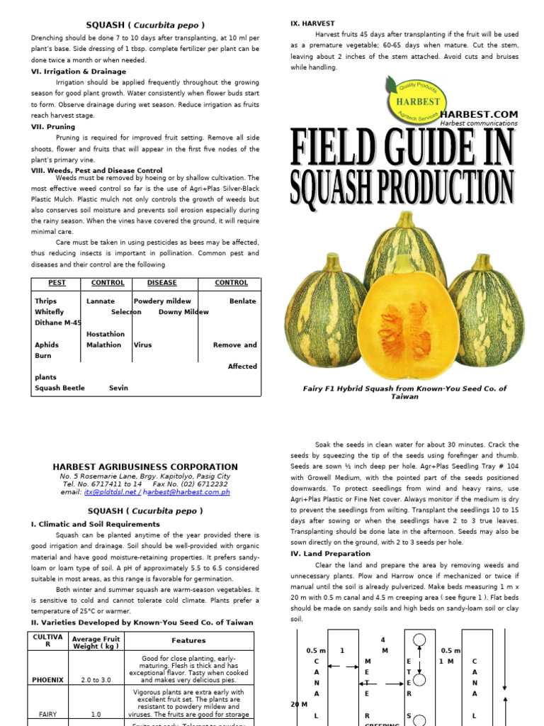 Squash Farming Guide for the Philippines | PDF | Cucurbita | Sowing