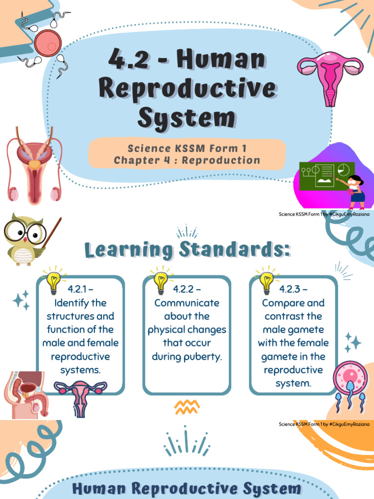 4.2 - Human Reproductive System | PDF | Reproductive System | Human ...