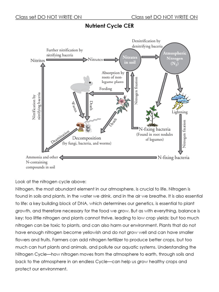Understanding the Nitrogen Cycle | PDF