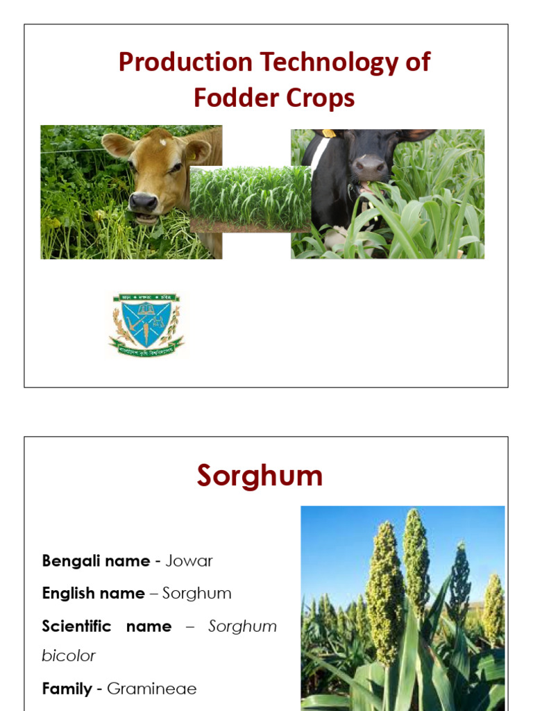 Production Technology of Fodder Crops | PDF | Sowing | Plants