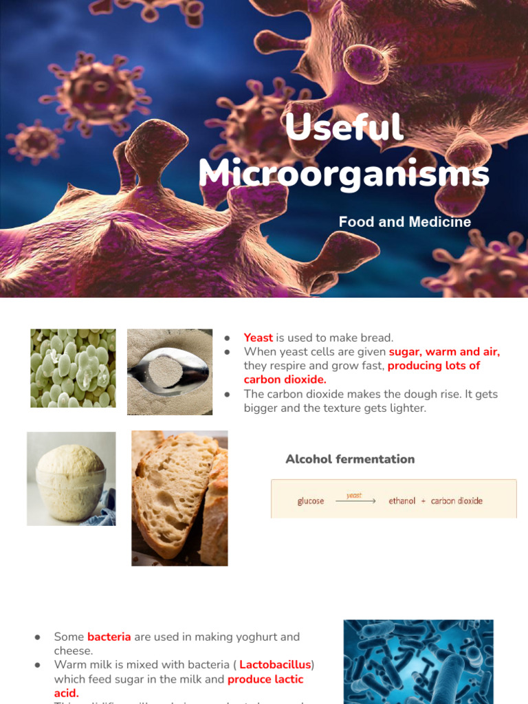 Useful Microorganisms | PDF