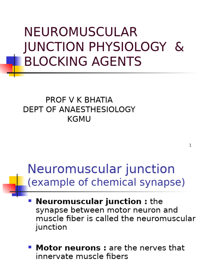 Neuro_muscular_junction (1) | PDF | Neuromuscular Junction | Chemical Synapse