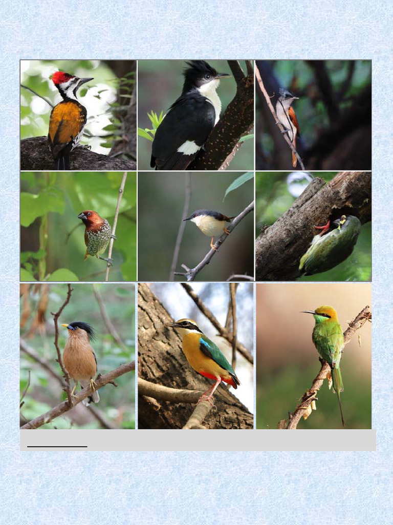 Birds of VNIT_2021 (Medium File Size) | PDF | Birds | Birds Of Eurasia