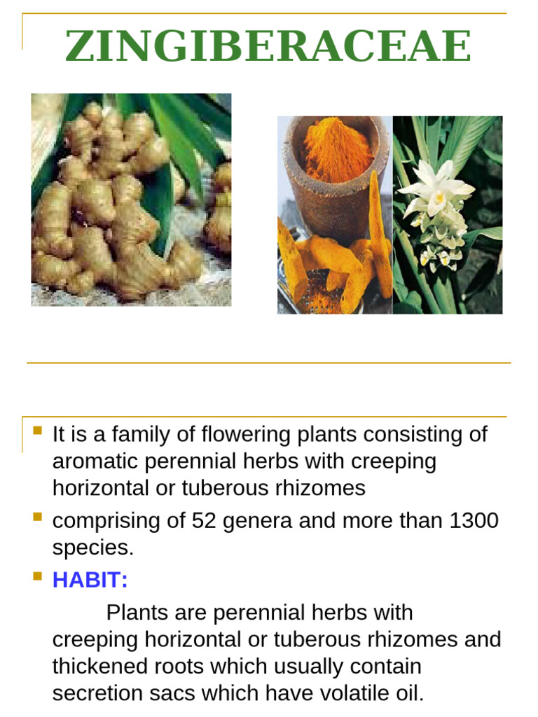 zingiberaceae | PDF | Turmeric | Plants
