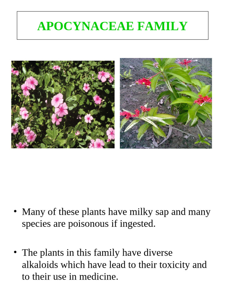 Apocynaceae | PDF | Branches Of Botany | Plants