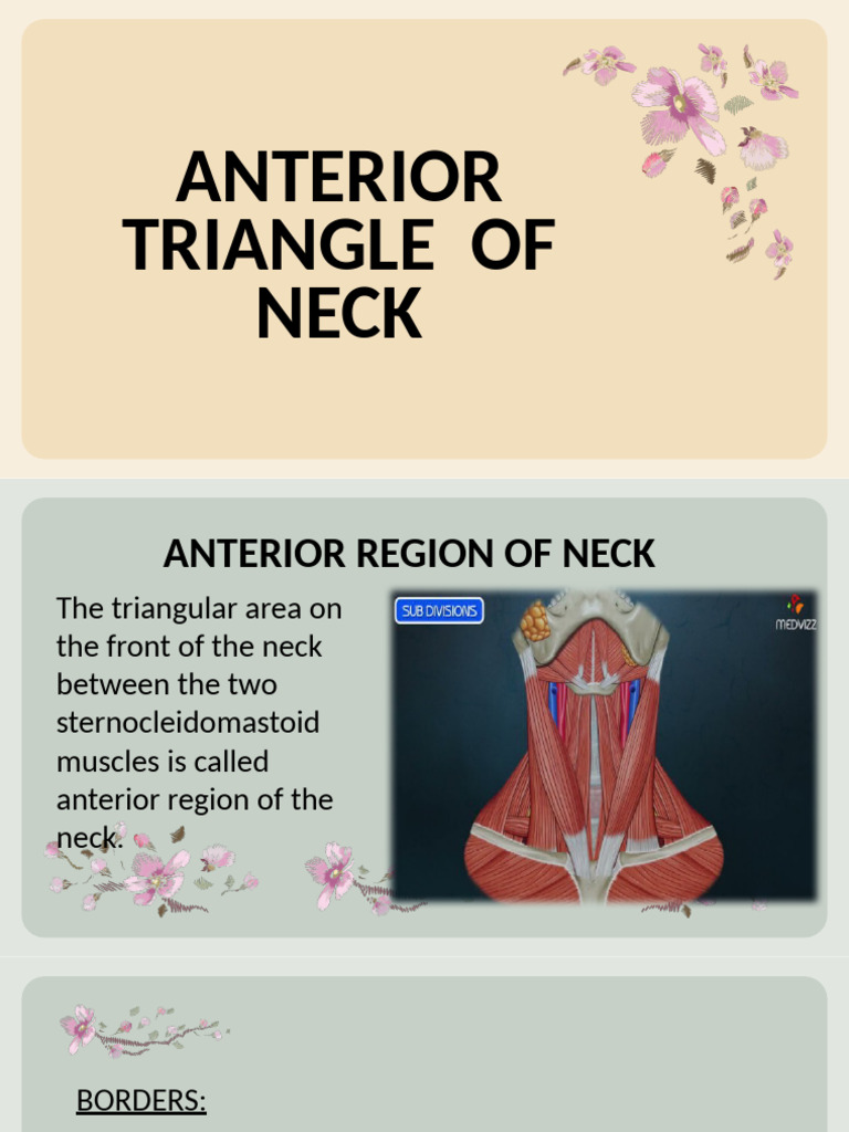 Anterior Triangle of Neck | PDF | Common Carotid Artery | Neck