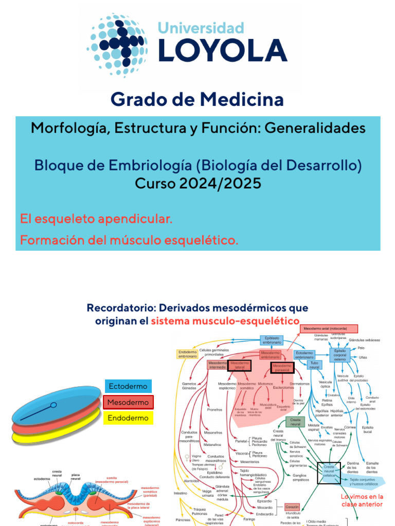Embriología Clase7 Esq Apendicular y Musculo Esqueletico | PDF | Hueso ...