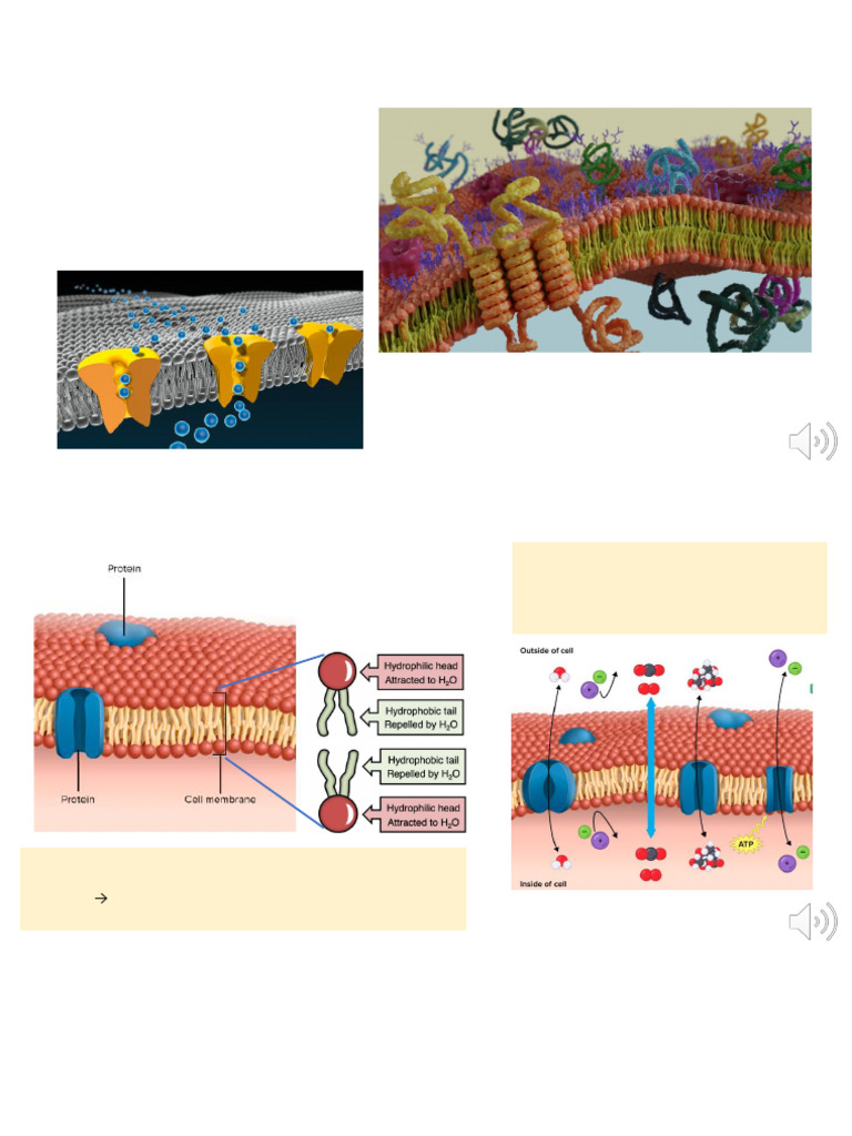 Cell Membrane Transport Mechanisms | PDF | Cell Membrane | Osmosis