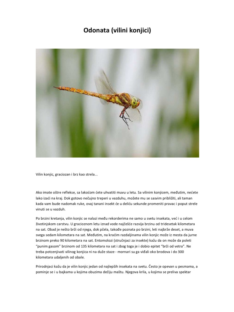 Insekti | PDF