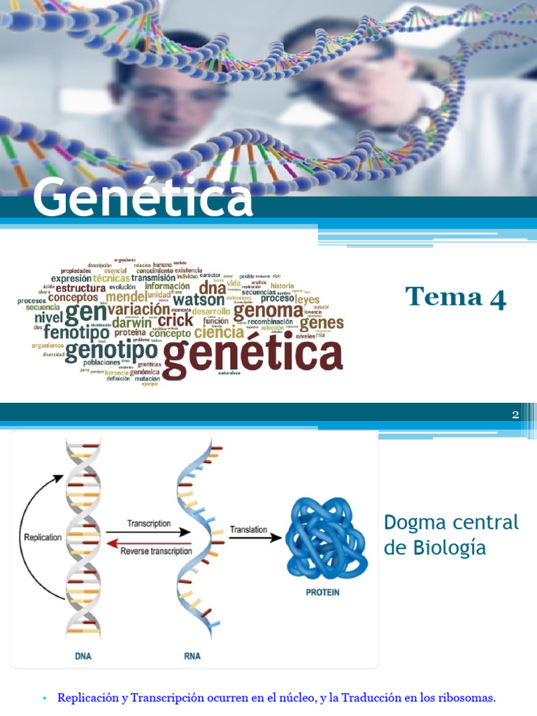 Tema4 Genética Biología grupo | PDF | Dominancia (Genética) | Alelo