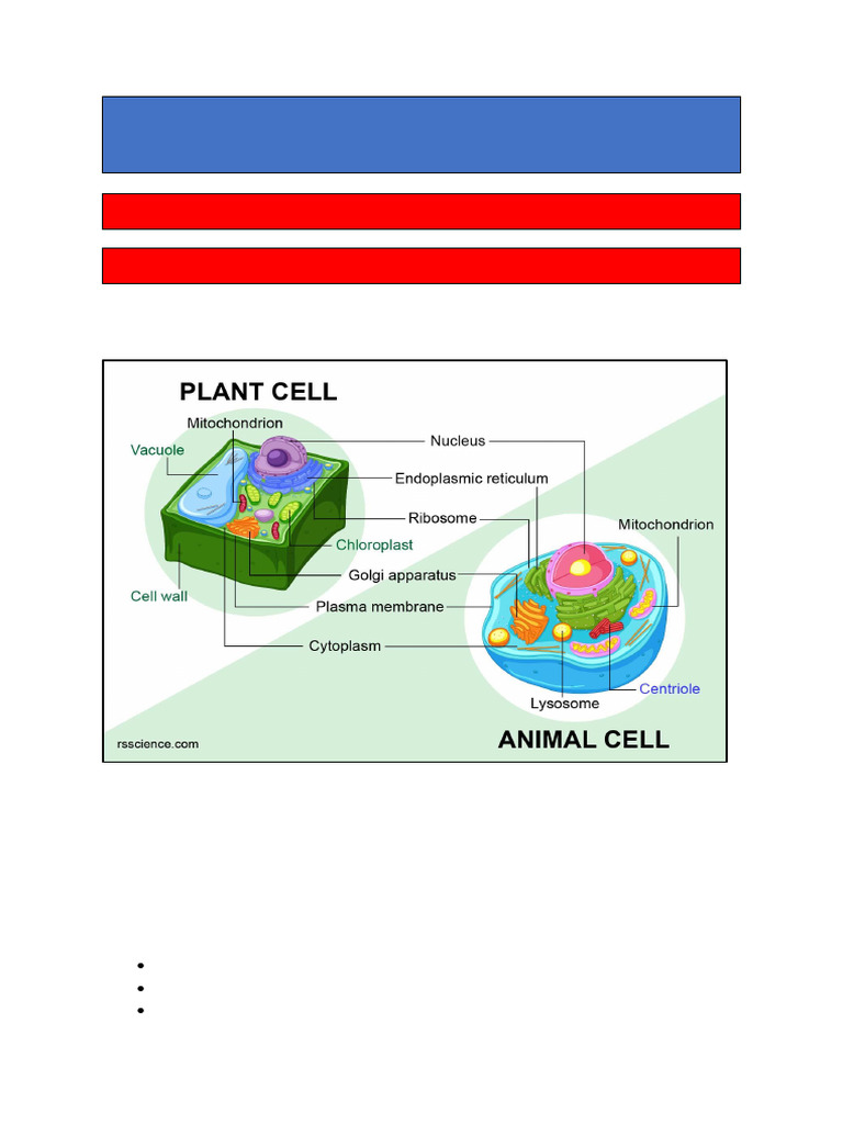 Cells | PDF | Endoplasmic Reticulum | Cell (Biology)