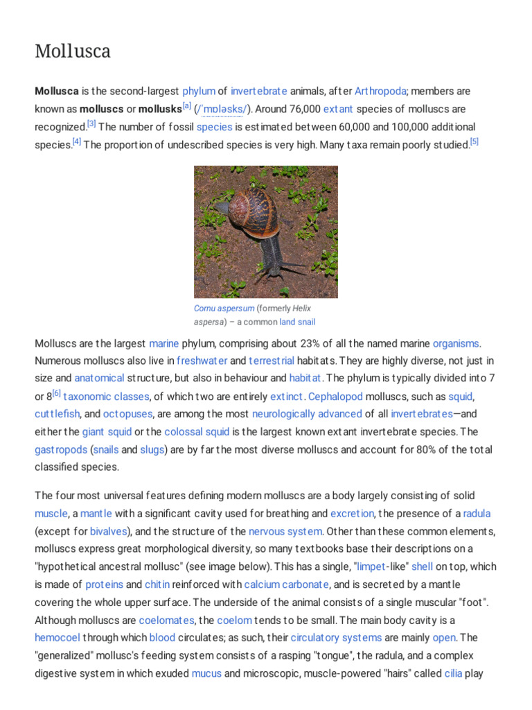 Mollusca - BIO 102 | PDF | Mollusca | Molluscs